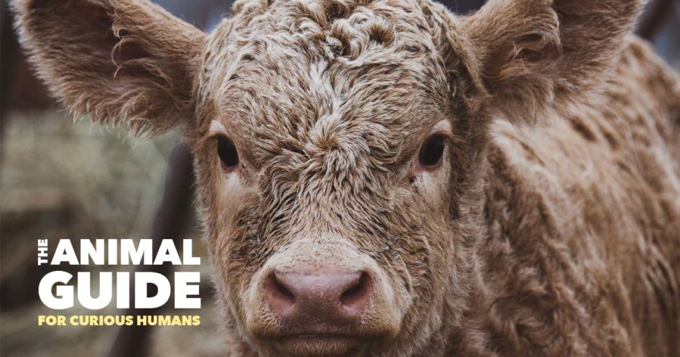 Being thoughtful when consuming animal products - The Animal Guide for ...