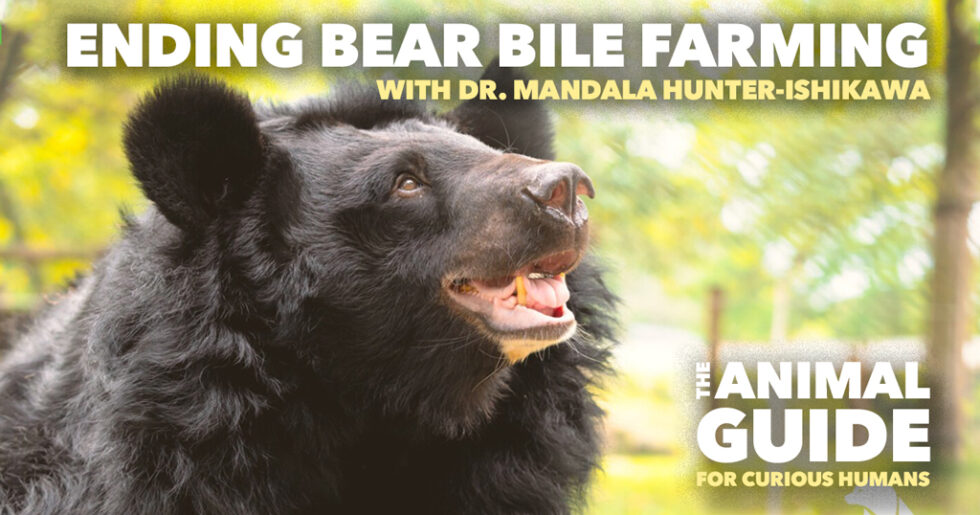 Ending Bear Bile Farming - The Animal Guide for Curious Humans